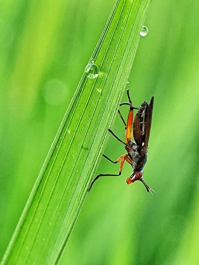 Red Flies in the Morning Vibes with Dew Stock Image - Image of vibes ...