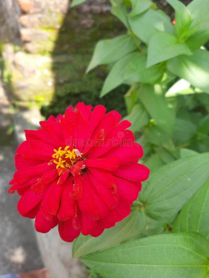 Red fllower plants stock image. Image of plants, petal - 223866073