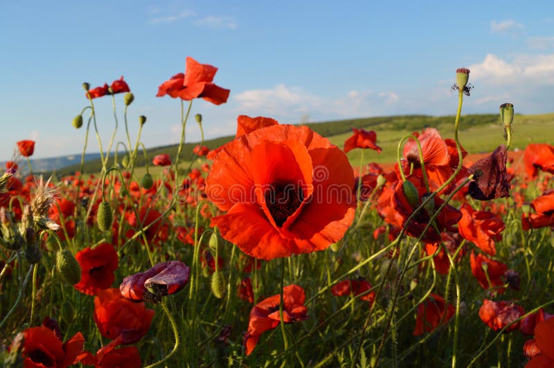 Red flovers stock photo. Image of flower, nature, summer - 88480574