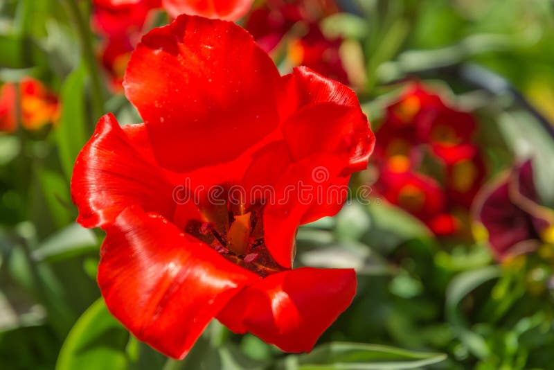 Red Flow Bud Macro stock image. Image of nectar, hill - 116490557