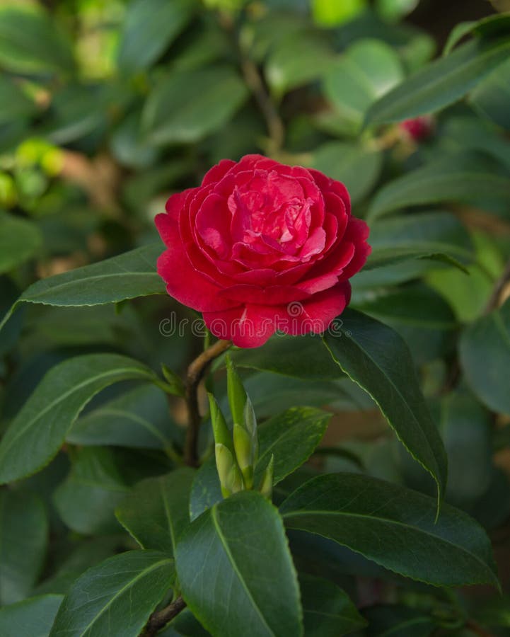 Red flower stock image. Image of card, freshness, love - 13754659