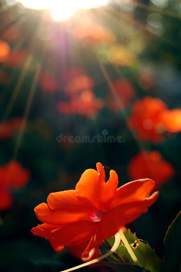 Red flower stock image. Image of sunrays, flower, sunlight - 1409595