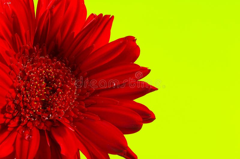Red Flower stock image. Image of florist, flowers, nature - 170103