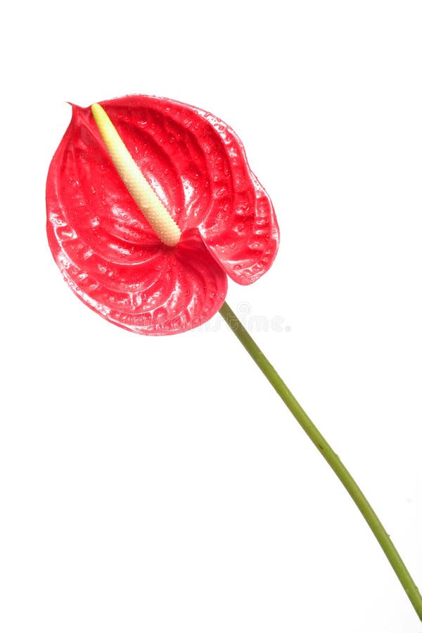 Red flower 2 stock image. Image of birthday, item, date - 1000463