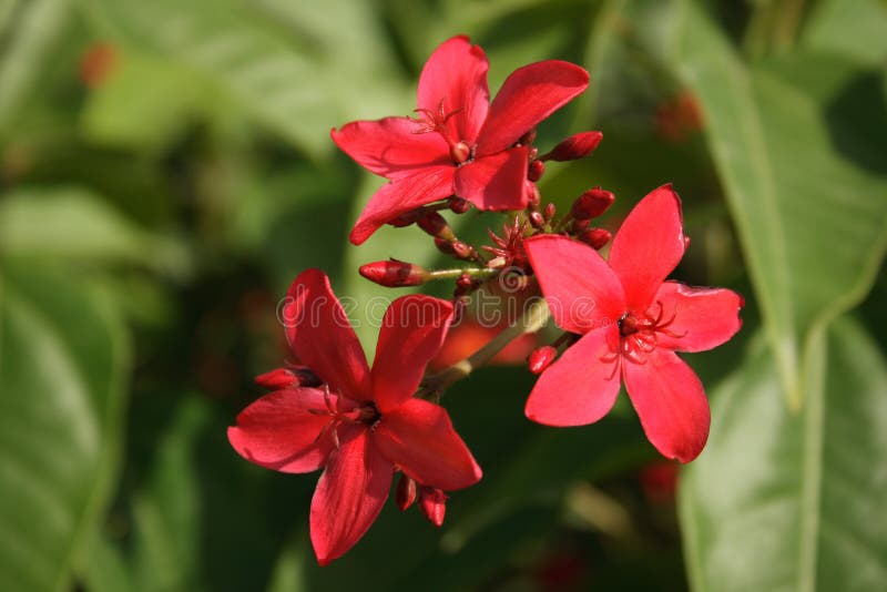 Red coral flower stock image. Image of coral, nature - 49812589