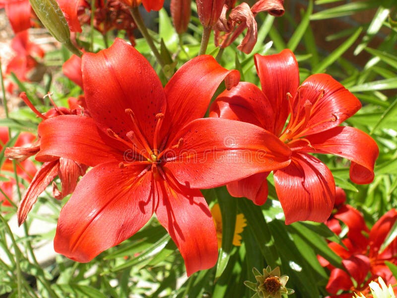 Protea Flower, Aka Protea Eximia Stock Image - Image of south, eximia ...