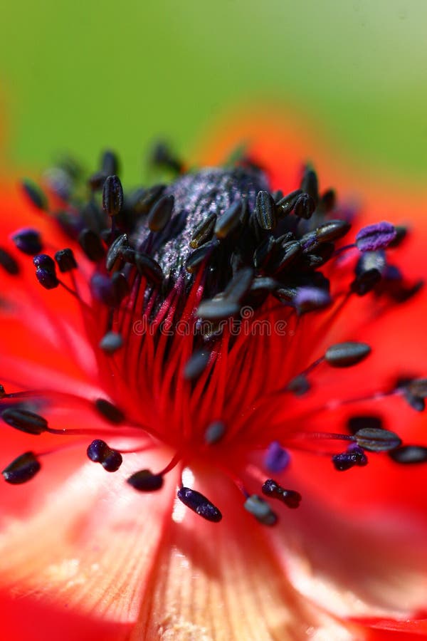 Red fire flower stock image. Image of delicate, detail - 5257951