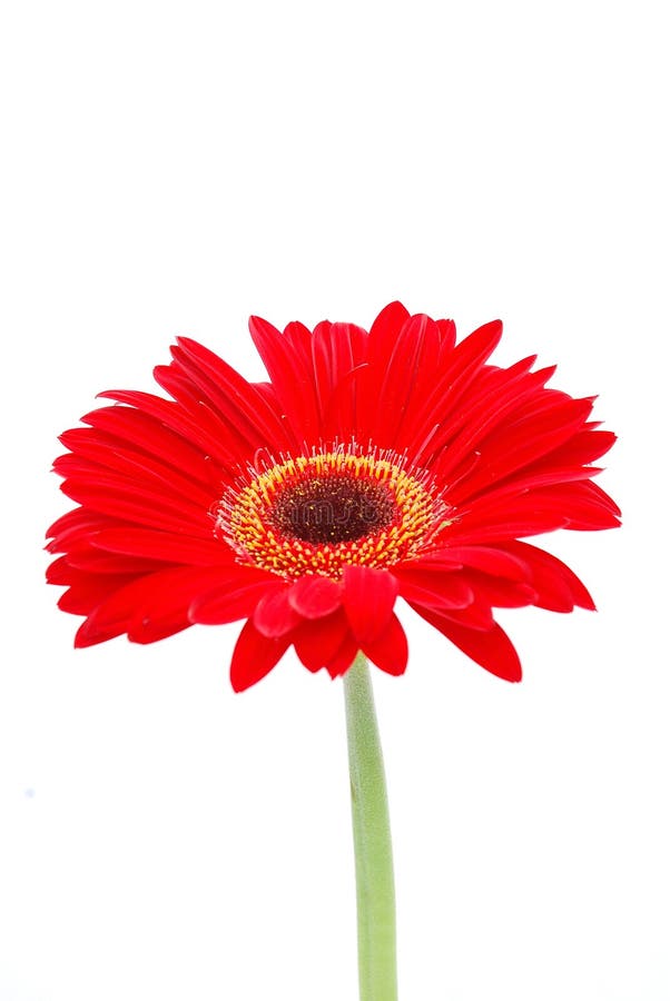 Deep Red Gerbera Flower Top View Close Up on Green Background Stock ...
