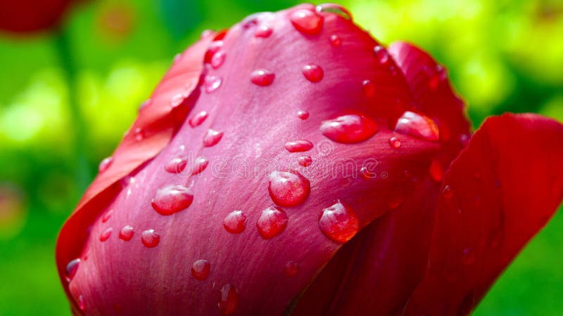 Red Flower stock image. Image of rose, flower, natural - 82990057