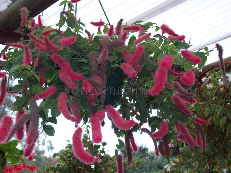 Red flower Acalypha plant stock photo. Image of shrub - 93205602