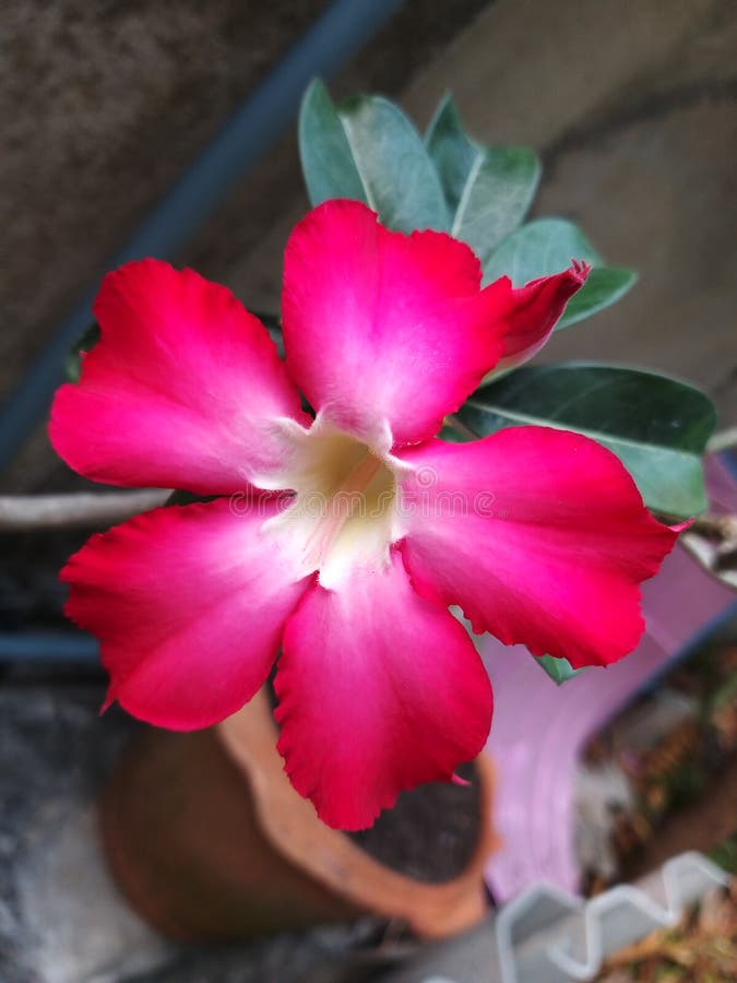 Red flower Adenium stock image. Image of leaf, adenium - 215887849