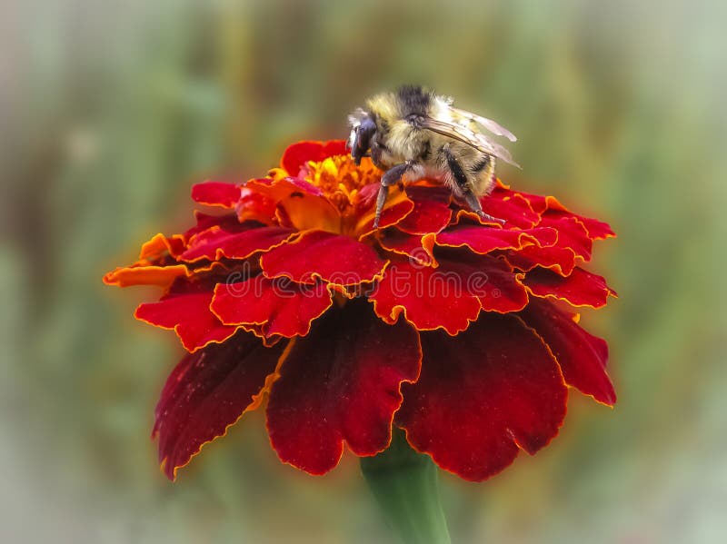 Beautiful Red Flower. African Marigold. the Bee Collects Nectar Stock ...