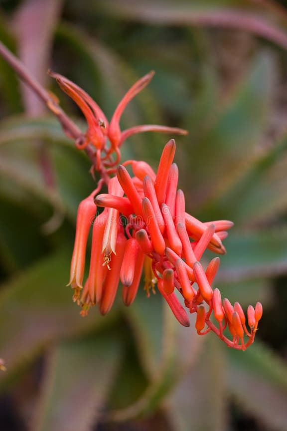 Red flower of aloe stock image. Image of attribute, petal - 87516813