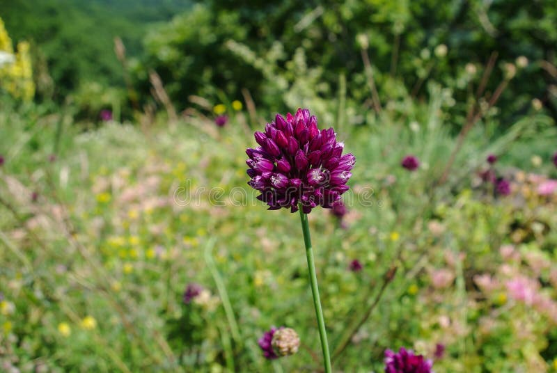 Red Flower in the Alpine Meadows Stock Photo - Image of mountain, green ...