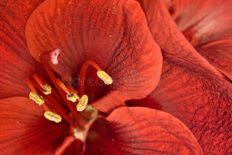 Flower, Amaryllis buds stock photo. Image of flowering - 23348300