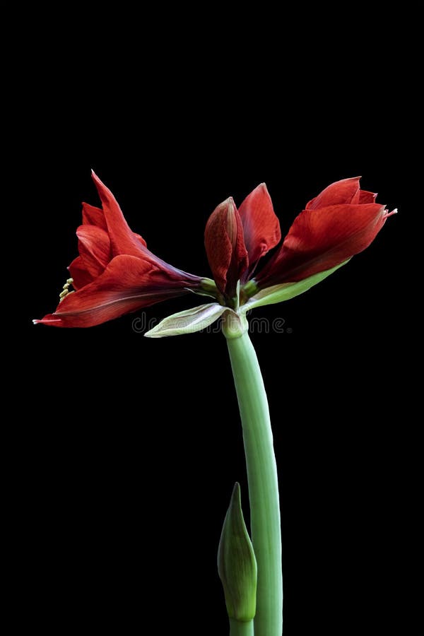 Flower, Amaryllis buds stock photo. Image of flowering - 23348300