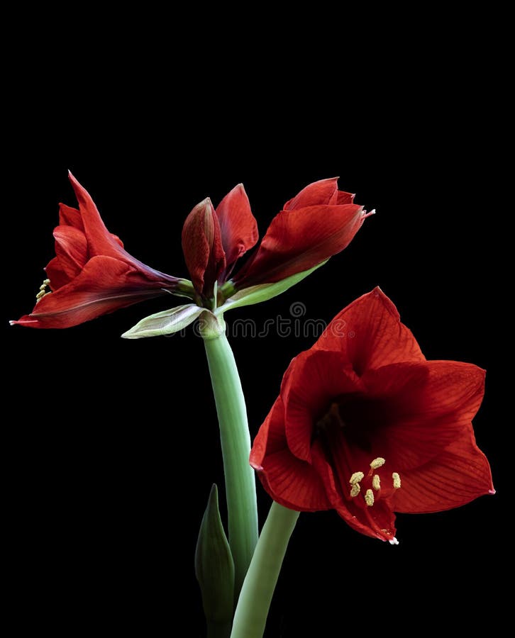 Flower, Amaryllis buds stock photo. Image of flowering - 23348300