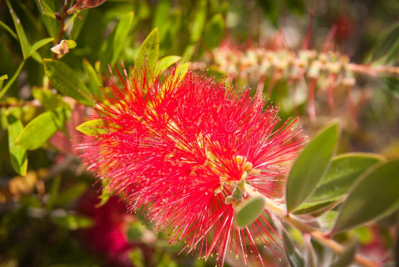 Red Flower, Andalusia, Spain Stock Image - Image of flower, pretty ...