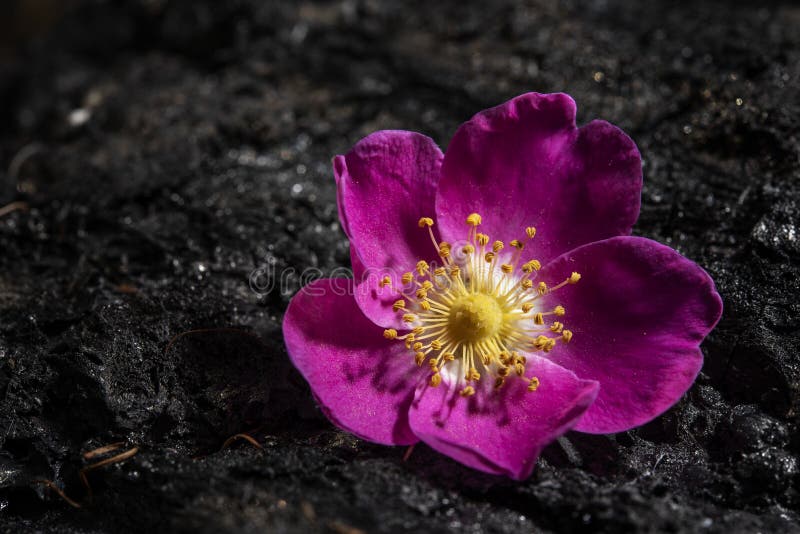 Red Flower on a Background of a Burnt Tree Stock Image - Image of ...