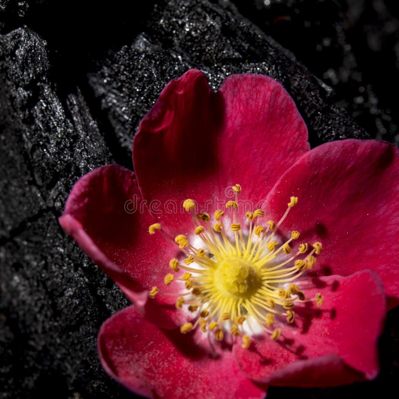 Red Flower on a Background of a Burnt Tree Stock Image - Image of ...