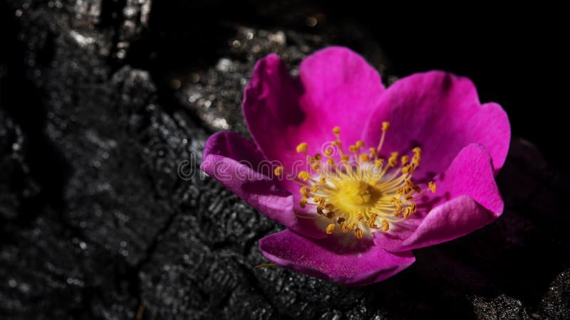 Red Flower on a Background of a Burnt Tree Stock Image - Image of ...