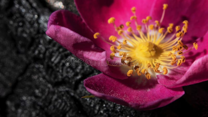 Red Flower on a Background of a Burnt Tree Stock Photo - Image of ...