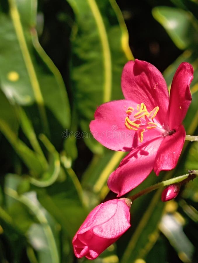 Red Flower - Batu Secret Zoo, Malang, East Java, Indonesia Stock Photo ...