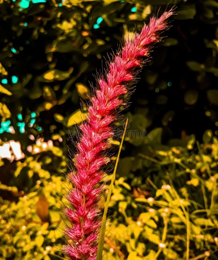 Mandar Tree Stock Photos - Free & Royalty-Free Stock Photos from Dreamstime