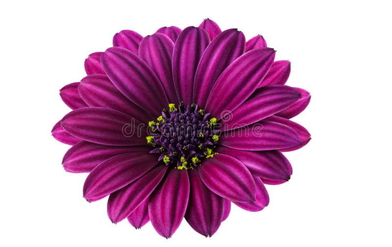 Red Flower Beautiful and Delicate on a White Background Stock Photo ...