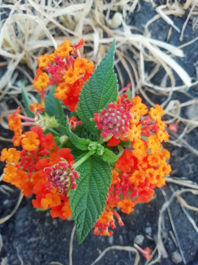 Red flower so beautiful stock image. Image of neture - 172840011