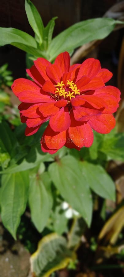 Red Flower Beautifull Indonesia Color Stock Photos - Free & Royalty ...