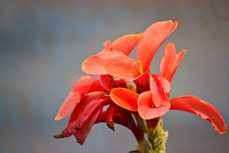 The red flower stock image. Image of horticulture, bright - 40075899