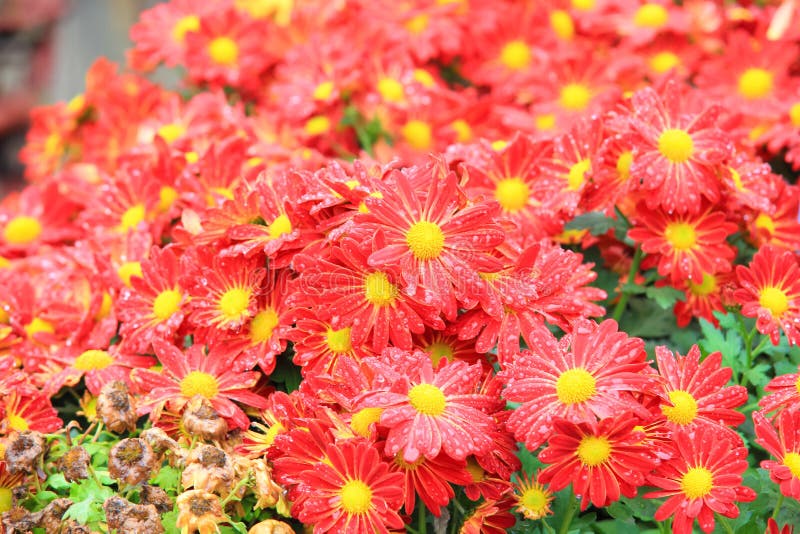 Red Flower bed stock image. Image of macro, beauty, green - 50361001