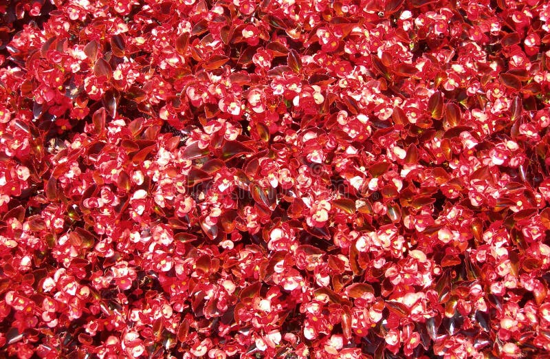 Landscape with Red Flower Beds Stock Photo - Image of bloom, green ...