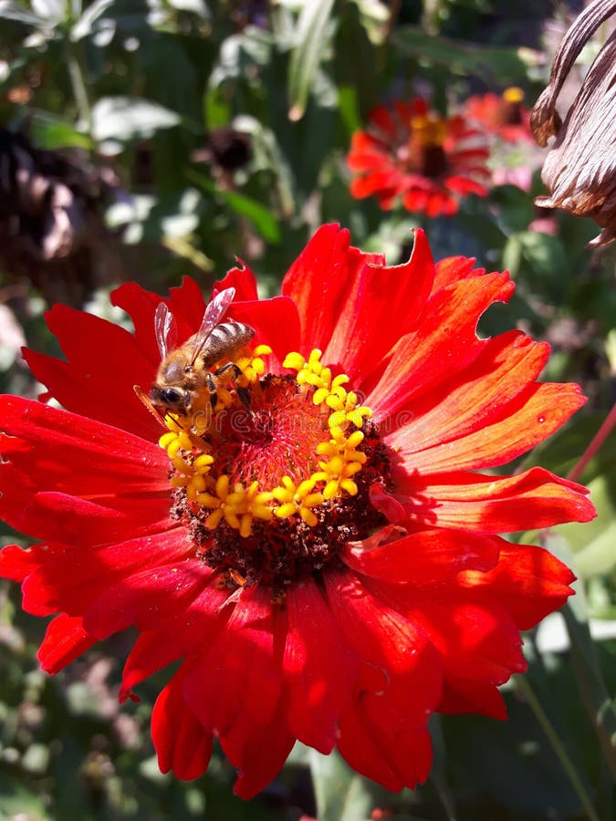 Red flower stock photo. Image of flower, garden, details - 90169332