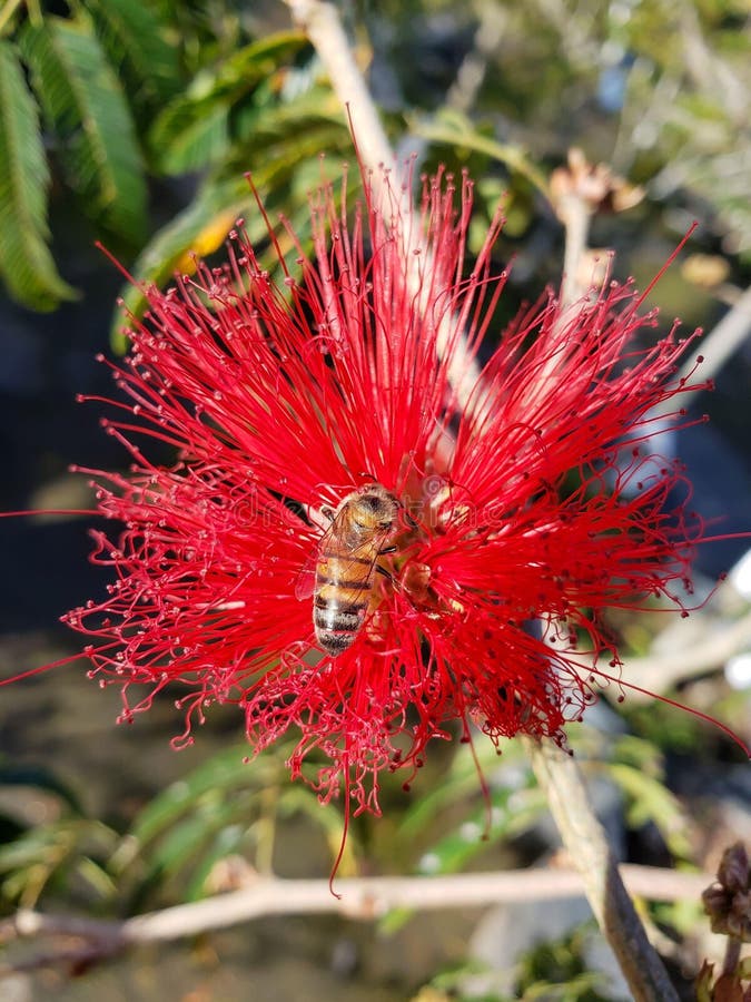 Red Flower with a Bee Feeding on the Nectar Stock Photo - Image of ...
