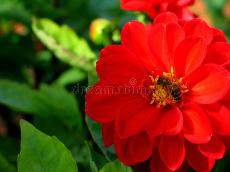 Red flower with bee on it stock photo. Image of grand - 55201780