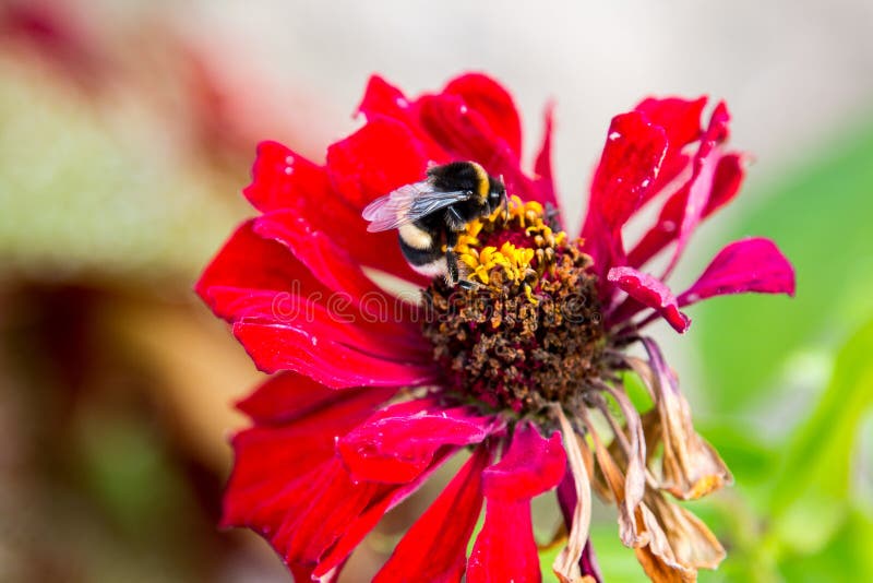 Red flower with a bee stock photo. Image of nature, honey - 99638402