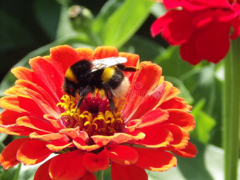 Red flower with a bee stock image. Image of yellow, bright - 42416217