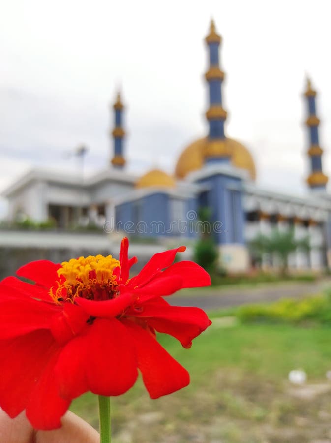 A Red Flower Behind the Mosques Stock Image - Image of mosques, special ...