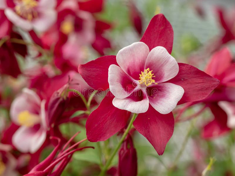 Red Flower Bloom with More Red Flowers Softly in the Background Stock ...