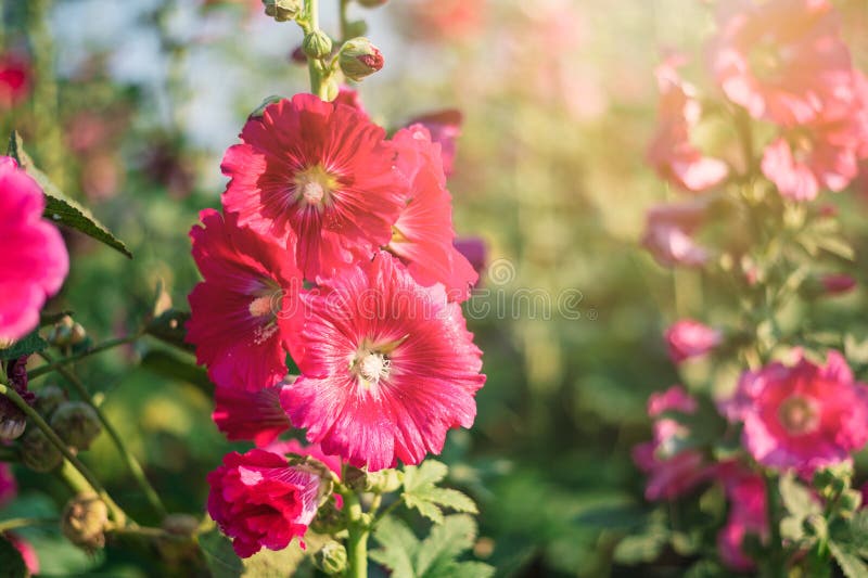 Red Flower Blooming in Garden Stock Photo - Image of beauty, petal ...