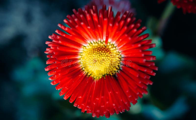 Red Flower Blooming on a Spring Sunny Day in the Park Stock Image ...