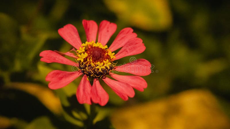 Red Flower Blooming Under the Street Light. Stock Photo - Image of ...