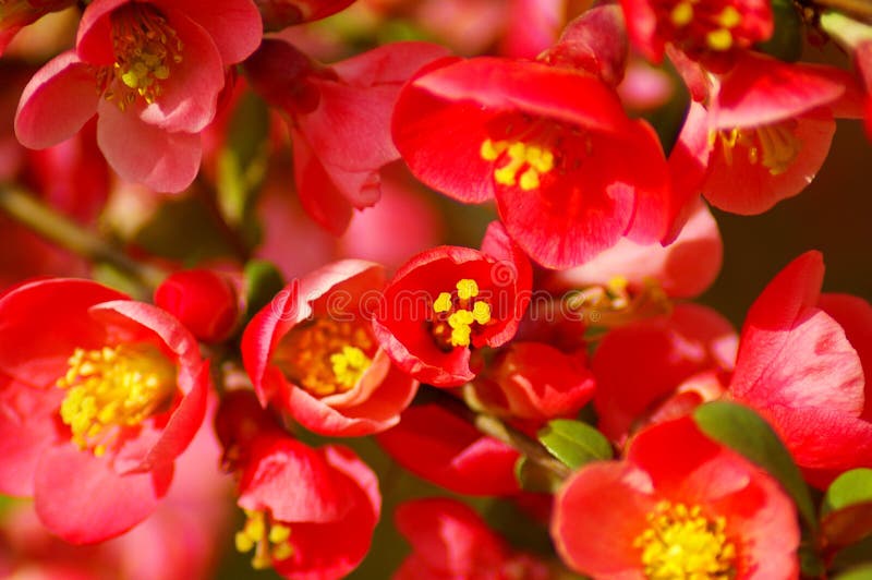 Red flower blooms stock image. Image of garden, great - 70143469