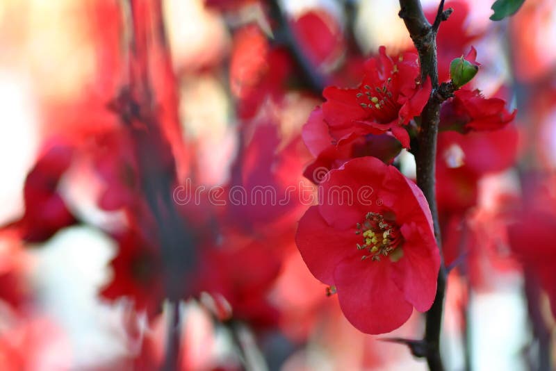 Red Flower Blossom stock image. Image of flowering, bloom - 1088109