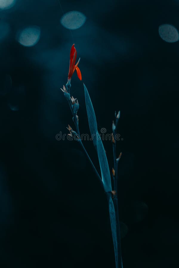 Red flower blue background stock image. Image of blue - 258472723