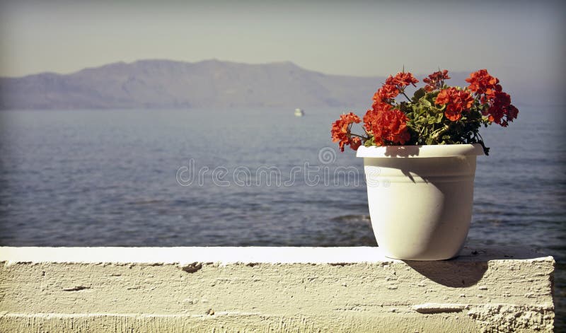 Red Flower with Blue Sea Background with Copy Stock Image - Image of ...