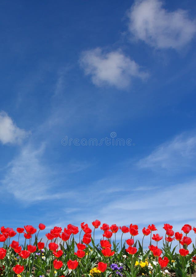 Red flower and blue sky stock image. Image of backgrounds - 3555893