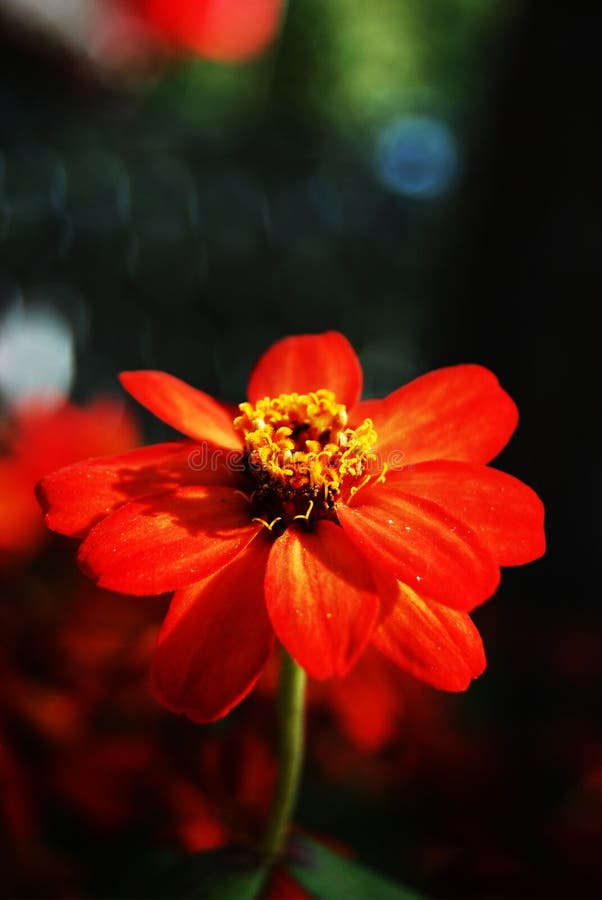 Red flwoer stock photo. Image of colorful, boom, flora - 101247932